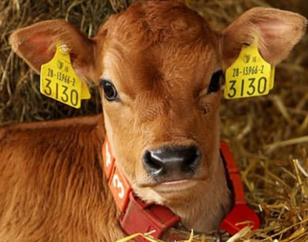 Ireland Animal Health