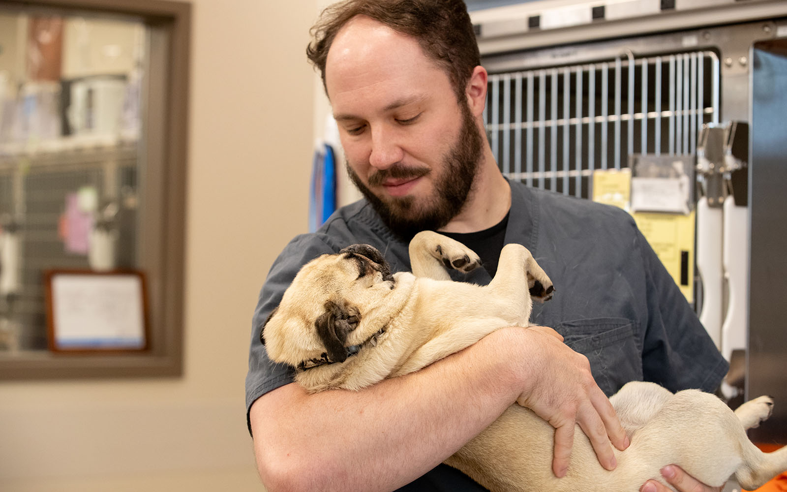 Kennel Assistant: Careers in Veterinary Medicine | BluePearl