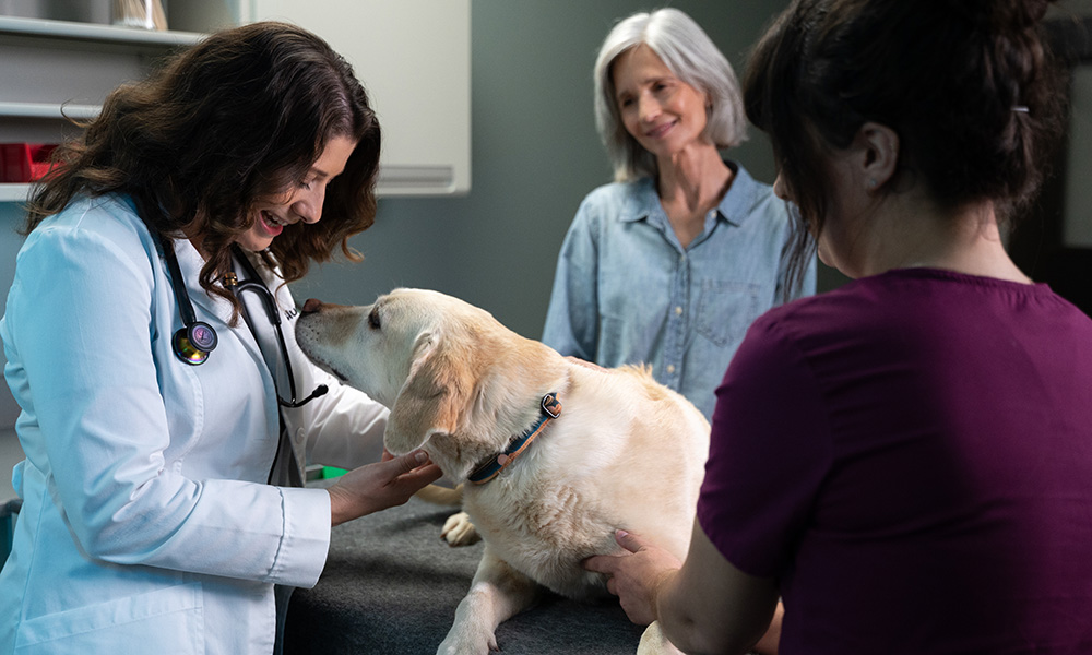 Our Patient-First Service: 12 Ways Veterinarians Practice with Freedom ...